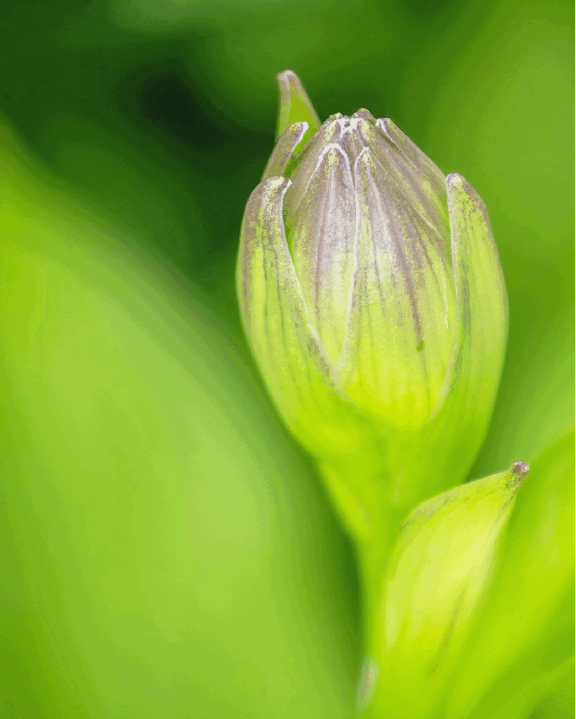 Homepage - openstreams foundation